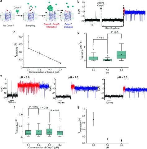 Quantitative Analysis Of Casp Using OmpG Casp A A Schematic Of Download Scientific