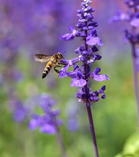 Flowers That Attract Bees To Your Garden The Lavender Homefront