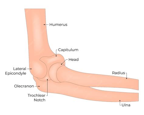 Premium Vector Human Elbow Bone Anatomy Humerus Capitulum Head Radius Ulna Trochlear Notch