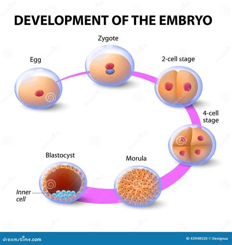 Development Of The Human Embryo Stock Vector Illustration Of Fetus Embryology 43948520