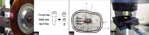 A The Root Sectioned In Horizontal Plane B Schematic Representation Download Scientific