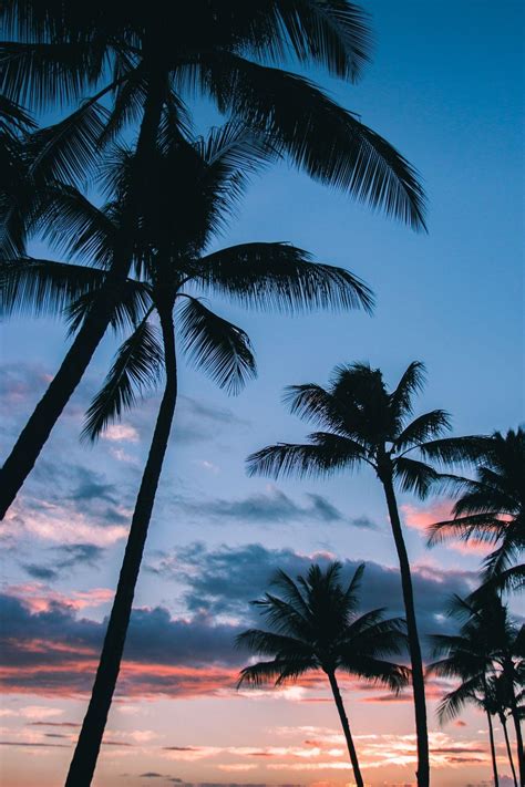 Coconut Tree Wallpapers Top Free Coconut Tree Backgrounds
