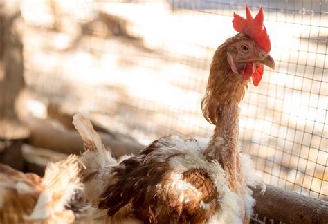 Chicken Wormers All You Need To Know