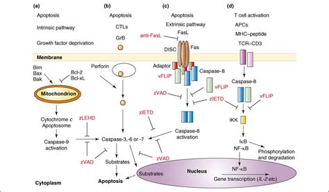 Potential Targets For Inhibition Of Apoptosis And Caspase Signaling