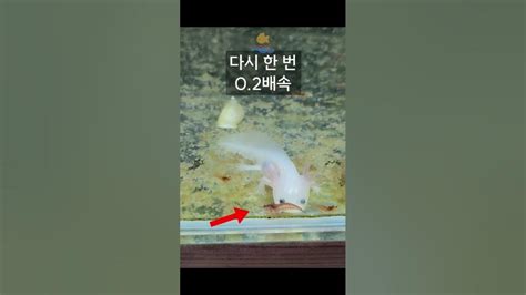 귀여운 얼굴에 그러한 사냥실력 아홀로틀 우파루파 Youtube