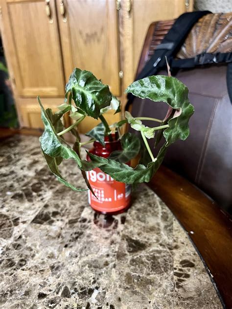 Begonia Identification R Begonias