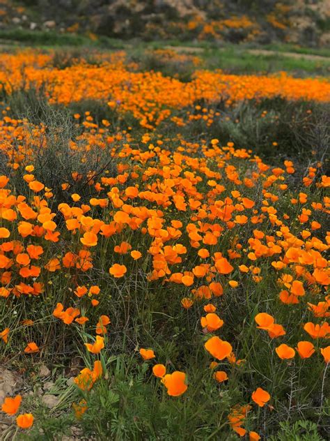 fibro flares facebook