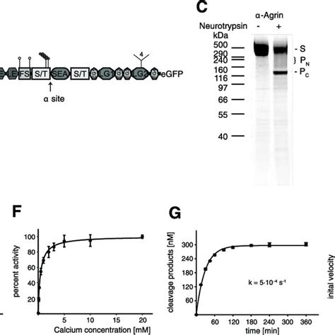 Enzymatic Properties Of Neurotrypsin Schematic Representation Of