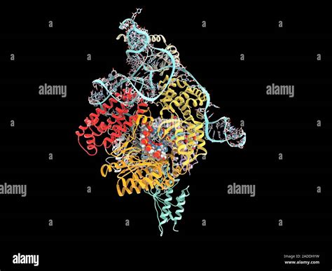Telomerase Active Site Bound To Dna Molecular Model Telomerase Is A Reverse Transcriptase That