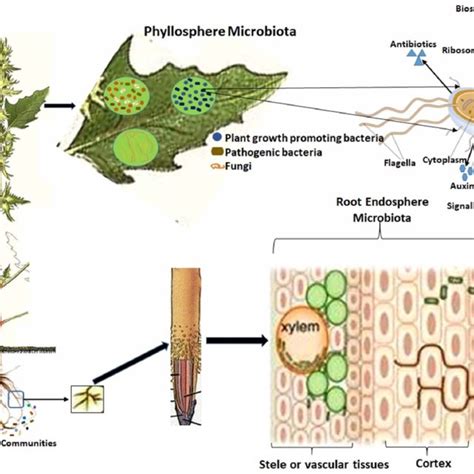 Overview Of A Halophyte Microbiome Functions And Impact Of Microbial