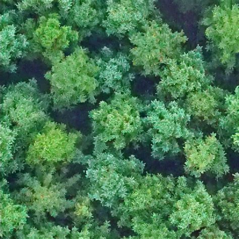 Pines Tree Object Detection Model By Tree