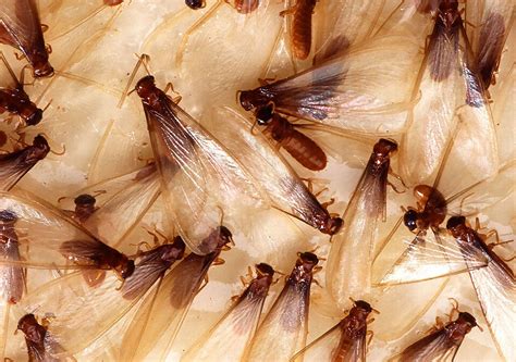 Do Termites Come Back After Treatment Chem Free