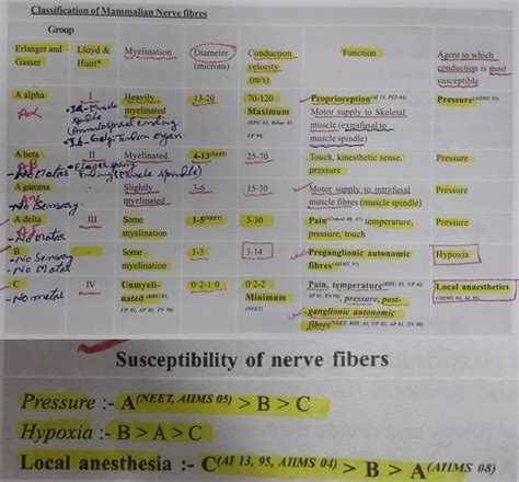 Classification Of Nerve Fibres