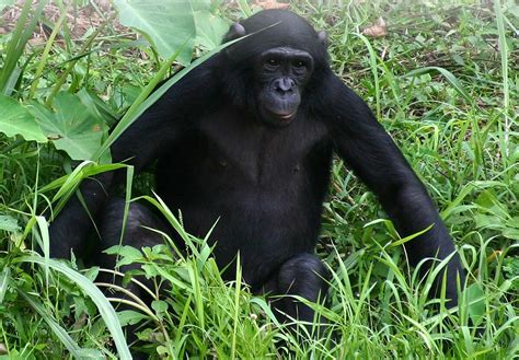 World Bonobo Day February 14 2027 National Today