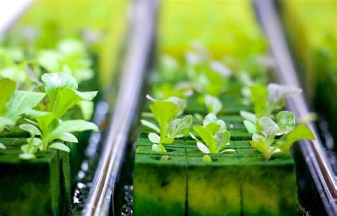 Hydroponics The Method And Basic Hydroponic Systems