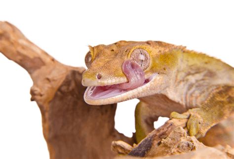 How To Set Up A Crested Gecko Bioactive Substrate