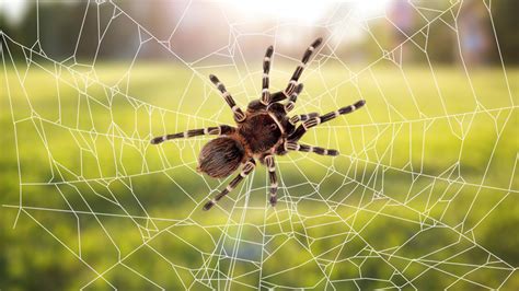 13 Common Spiders In Florida Identification Chart Pictures