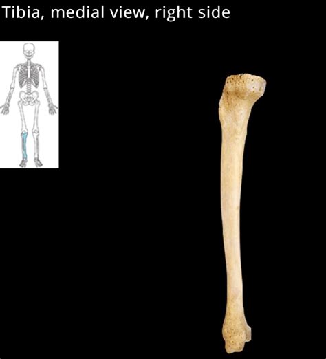 Tibia Medial View Diagram Quizlet