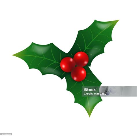 크리스마스 홀리 또는 빨간 열매와 일렉스 전통적인 크리스마스 홀리 베리 디자인 요소 흰색 배경에 격리 벡터 12월에 대한 스톡