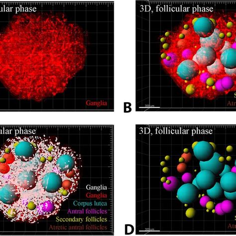 three dimensional 3d reconstruction and segmentation of mice ovary
