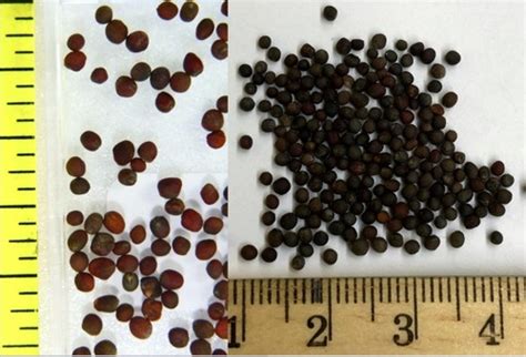 Agronomy Seed Plant Common Id Flashcards Quizlet