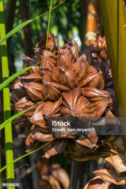 Nipa Palm Di Hutan Mangrove Foto Stok Unduh Gambar Sekarang Alam