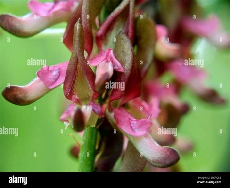 Indigofera Zollingeriana Also Called Tarum Nila In Indonesia The Sundanese Use Indigofera