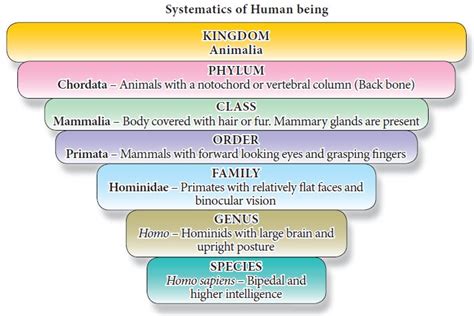 Human Taxonomy Chart
