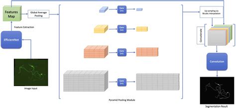 Quantifying Morphologies Of Developing Neuronal Cells Using Deep