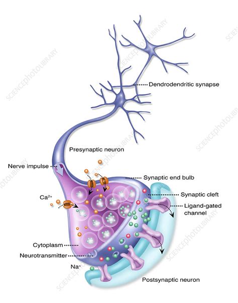 Neuron Model Labeled Synaptic Knob