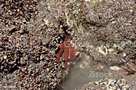 Bintang Laut Di Atas Batu Foto Stok Unduh Gambar Sekarang Amerika
