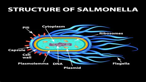 Salmonella Bacteria Structure