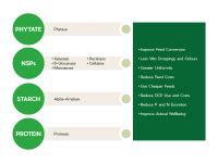 Enzymes Natuzyme Bioprotonbioproton