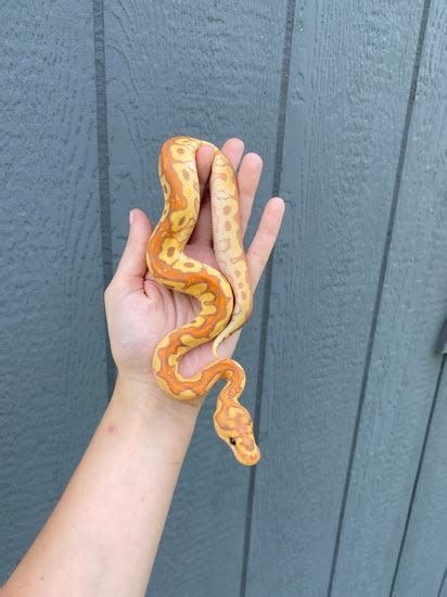 Banana Special Clown Ball Python By Southern Roots Pythons