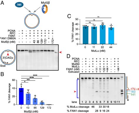 Effect Of The Components Of Dna Mismatch Repair On Fan1 Activity A Download Scientific