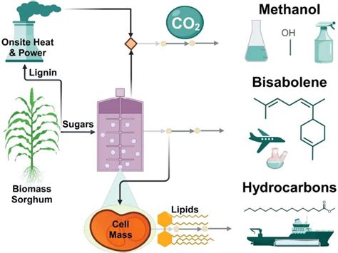 Integration Of Genome Scale Metabolic Model With Biorefinery Process