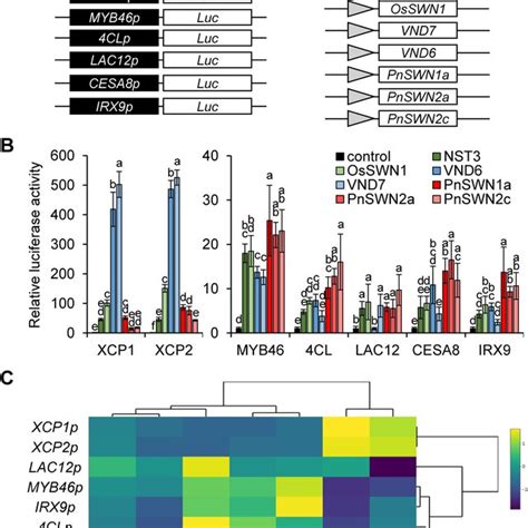 Transient Effector Reporter Assay Of Pnswns Fused With Yeast Gal4 Download Scientific Diagram
