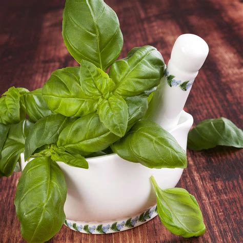 Basil Seeds Genovese Herb Seeds In Packets And Bulk Eden Brothers