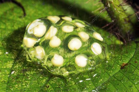 Glass Frog Eggs Hatching At Alfred Wilford Blog Glass Frog Eggs Hatching At Alfred Wilford Blog
