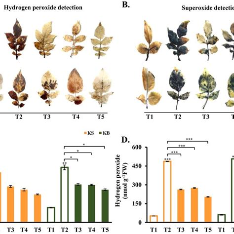 Schematic Representation Of The Effect Of Foliar Application Of Download Scientific Diagram