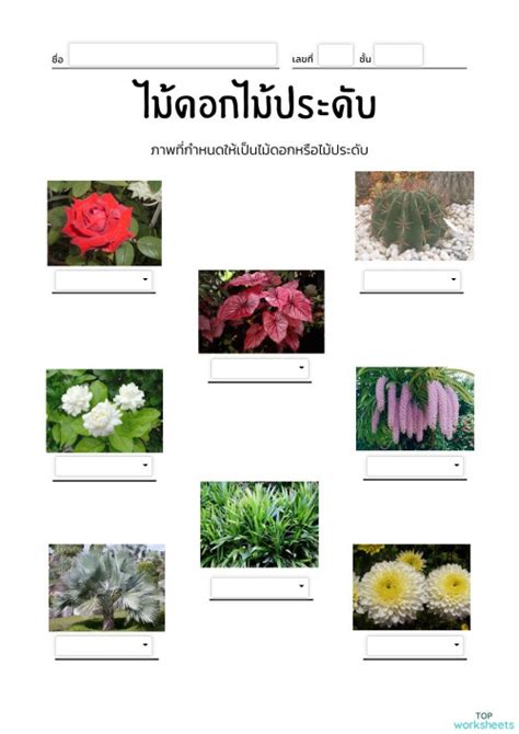 ใบงาน ไม้ดอกไม้ประดับ ใบงานเชิงโต้ตอบ Topworksheets