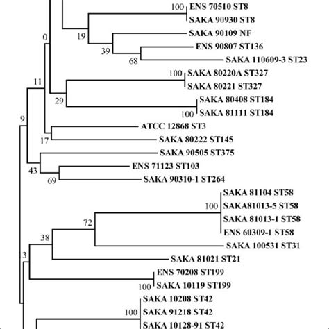 Phylogenetic Tree Of Concatenated Nucleotide Sequences Of The Seven