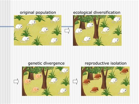 Speciation Darwins Finches Ppt Download