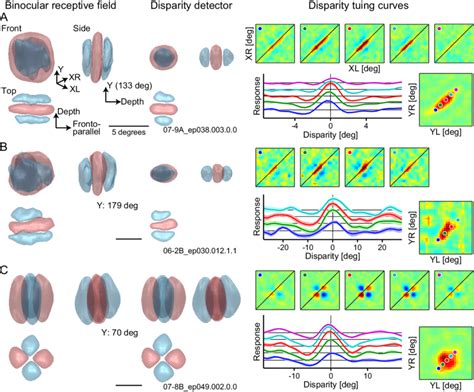 Binocular Disparity Neuron At Andrew Leichhardt Blog