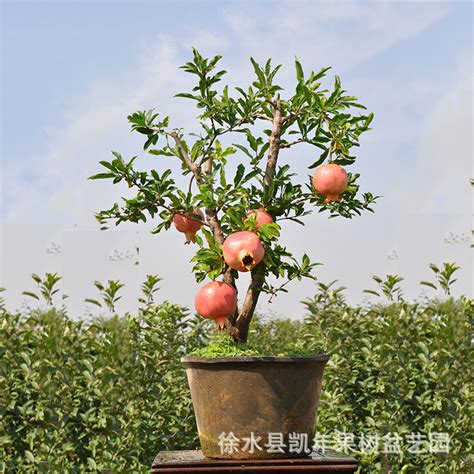 适合盆栽的小型果树 30种盆栽果树 懒人阳台养的果树 第10页 大山谷图库