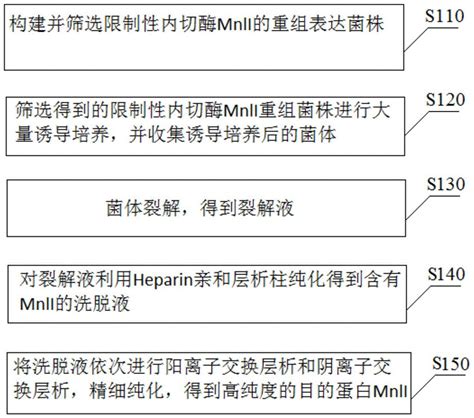 一种限制性内切酶MnlI及其表达纯化方法与流程