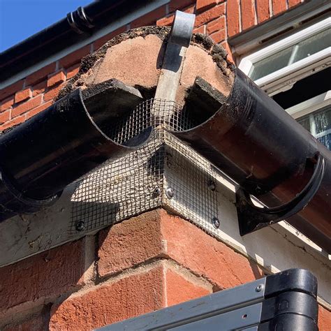 Fast And Reliable Squirrel Pest Control Services In Stourbridge Country