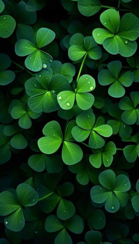 ကျေးဇူးအများကြီးတင်ပါတယ် Sarphat