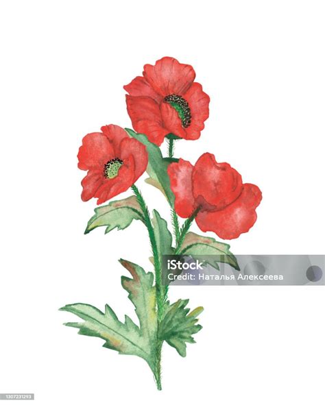 수채화 손 디자인 요소와 카드에 대한 흰색 배경에 잎 꽃다발녹색 가지에 붉은 양귀비 야생 화와 자연 꽃 구성을 그린 개체 그룹에 대한 스톡 벡터 아트 및 기타 이미지