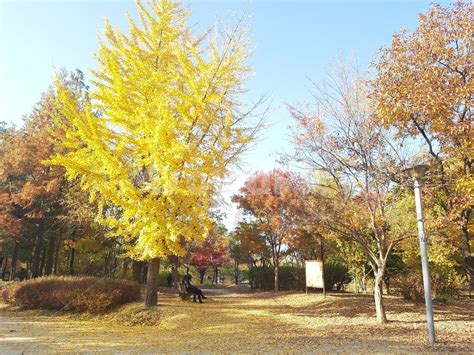 가을 단풍 은행잎 단풍잎 은행 사진 이미지 일러스트 캘리그라피 Rydlal작가